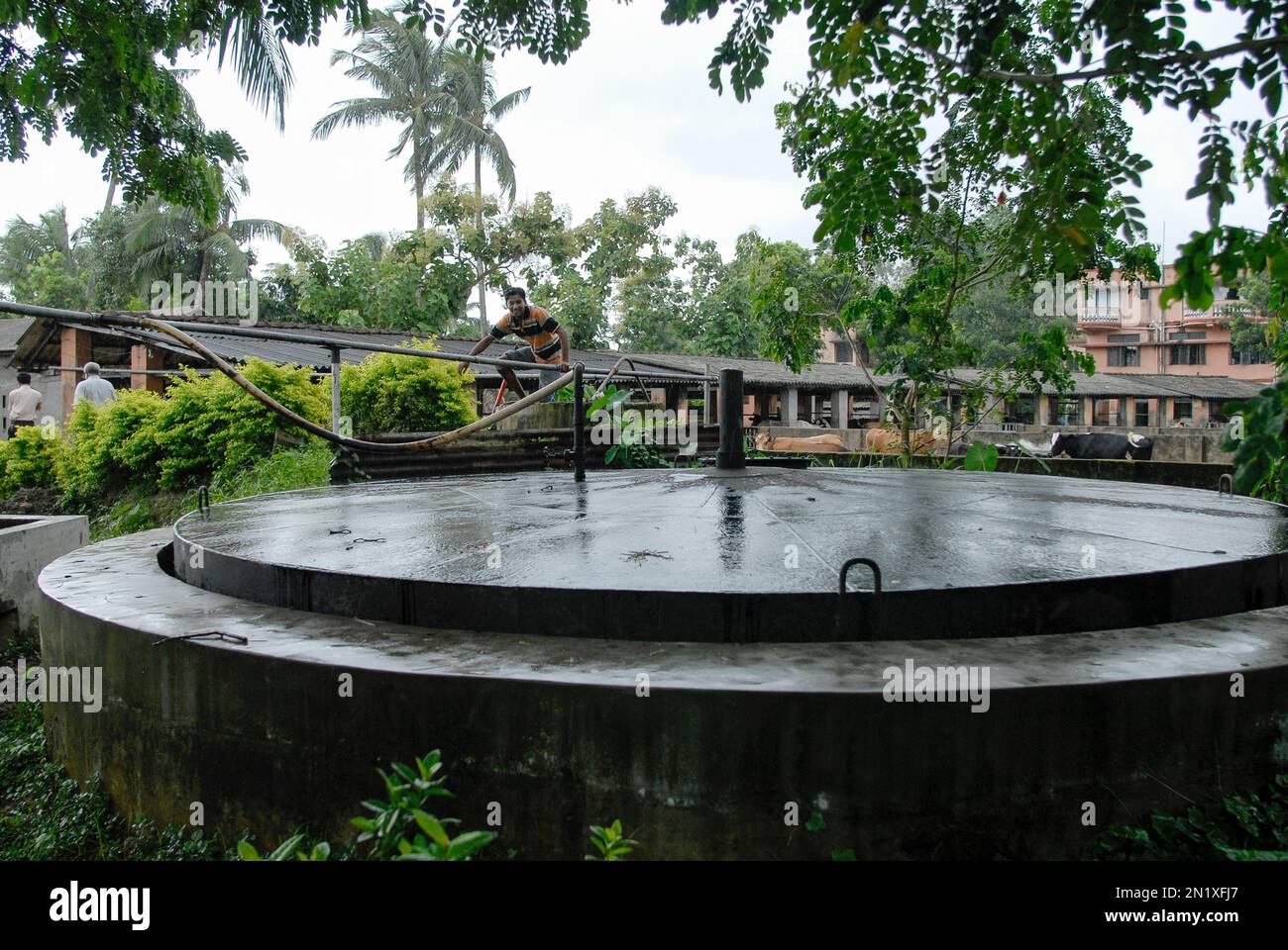 INDIA, Westbengal, Ramakrishna Ashram in Nimpith, biogas plant on farm ...