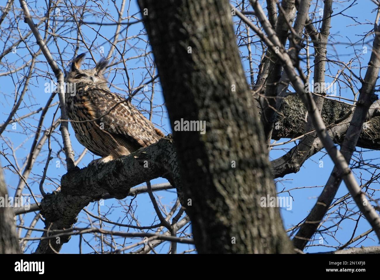 A Eurasian eagle-owl named Flaco sits in a tree in Central Park in New ...