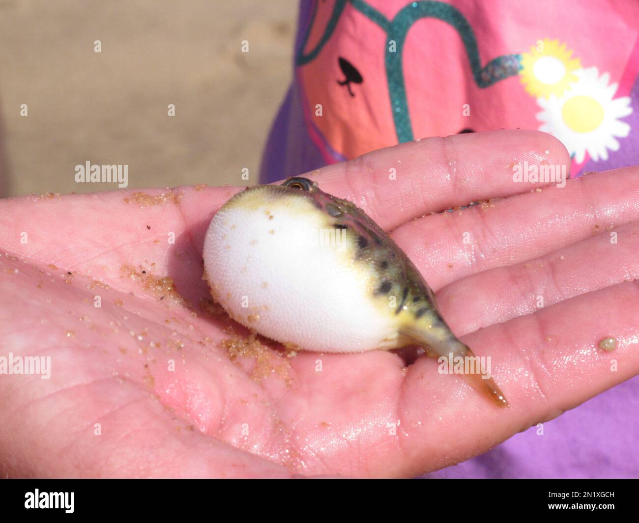 This July 6, 2015 photo shows a puffer fish that was caught in a net by ...