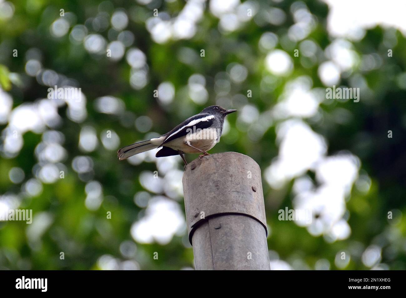 Copsychus saularis ceylonensis hi-res stock photography and images - Alamy