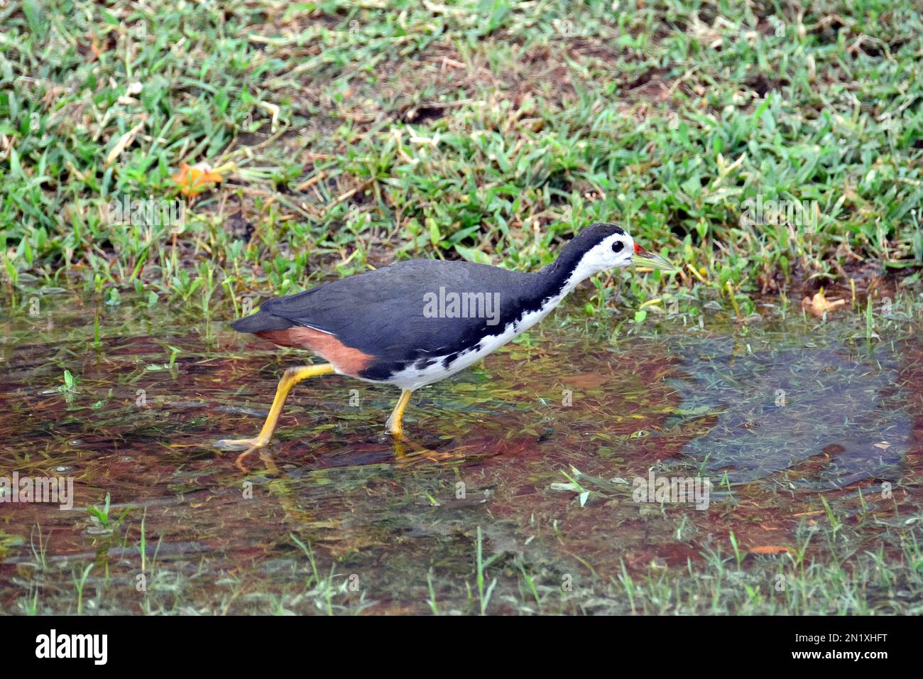 white-breasted waterhen, Râle à poitrine blanche, Amaurornis ...