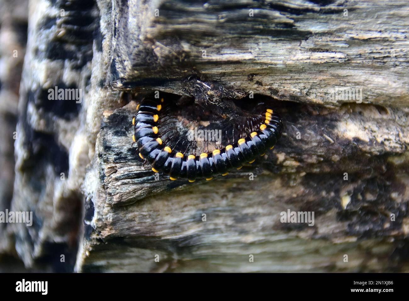 long-flange millipede, Asiomorpha coarctata, Srí Lanka, Asia Stock ...