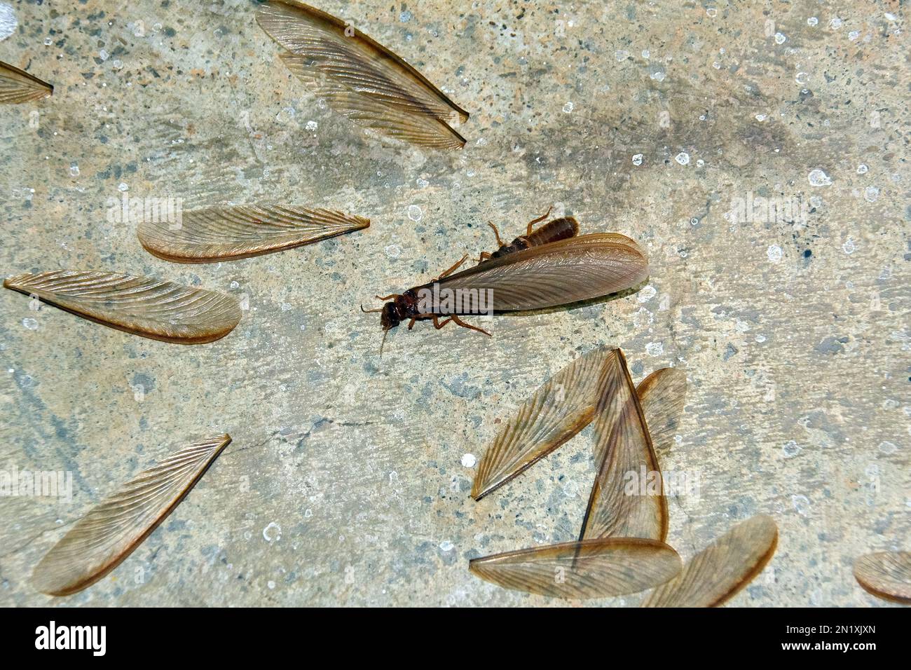 Termite, Isoptera, termesz, Srí Lanka, Asia Stock Photo - Alamy