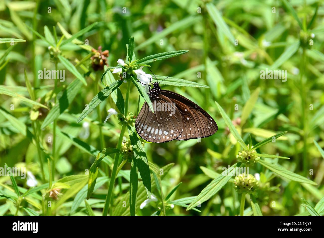 common crow, common Indian crow, Euploea core, Srí Lanka, Asia Stock ...