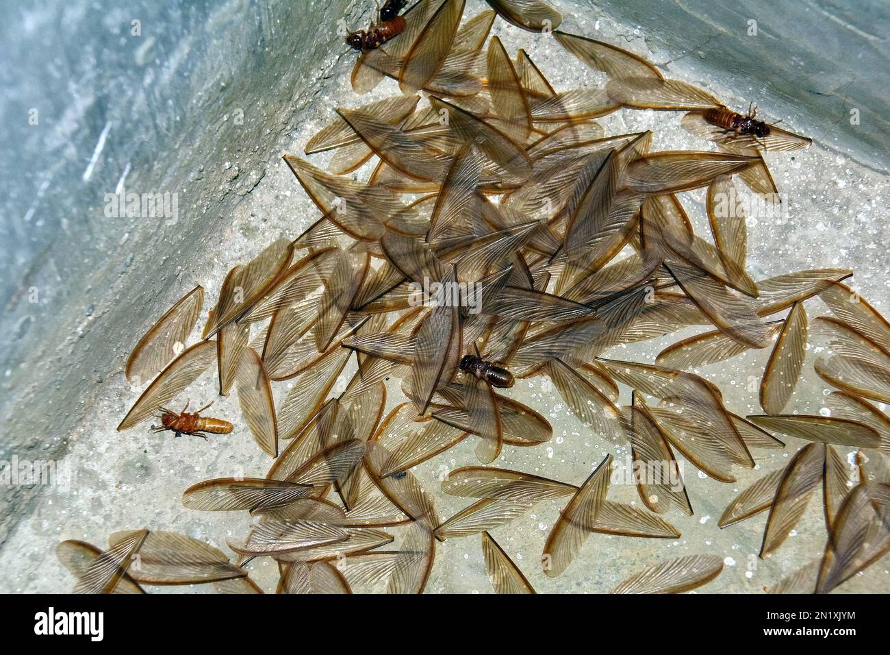 Termite, Isoptera, termesz, Srí Lanka, Asia Stock Photo - Alamy