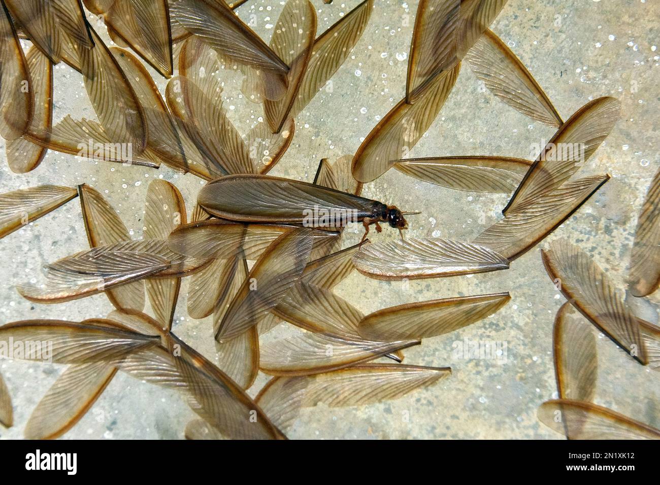 Termite, Isoptera, termesz, Srí Lanka, Asia Stock Photo - Alamy