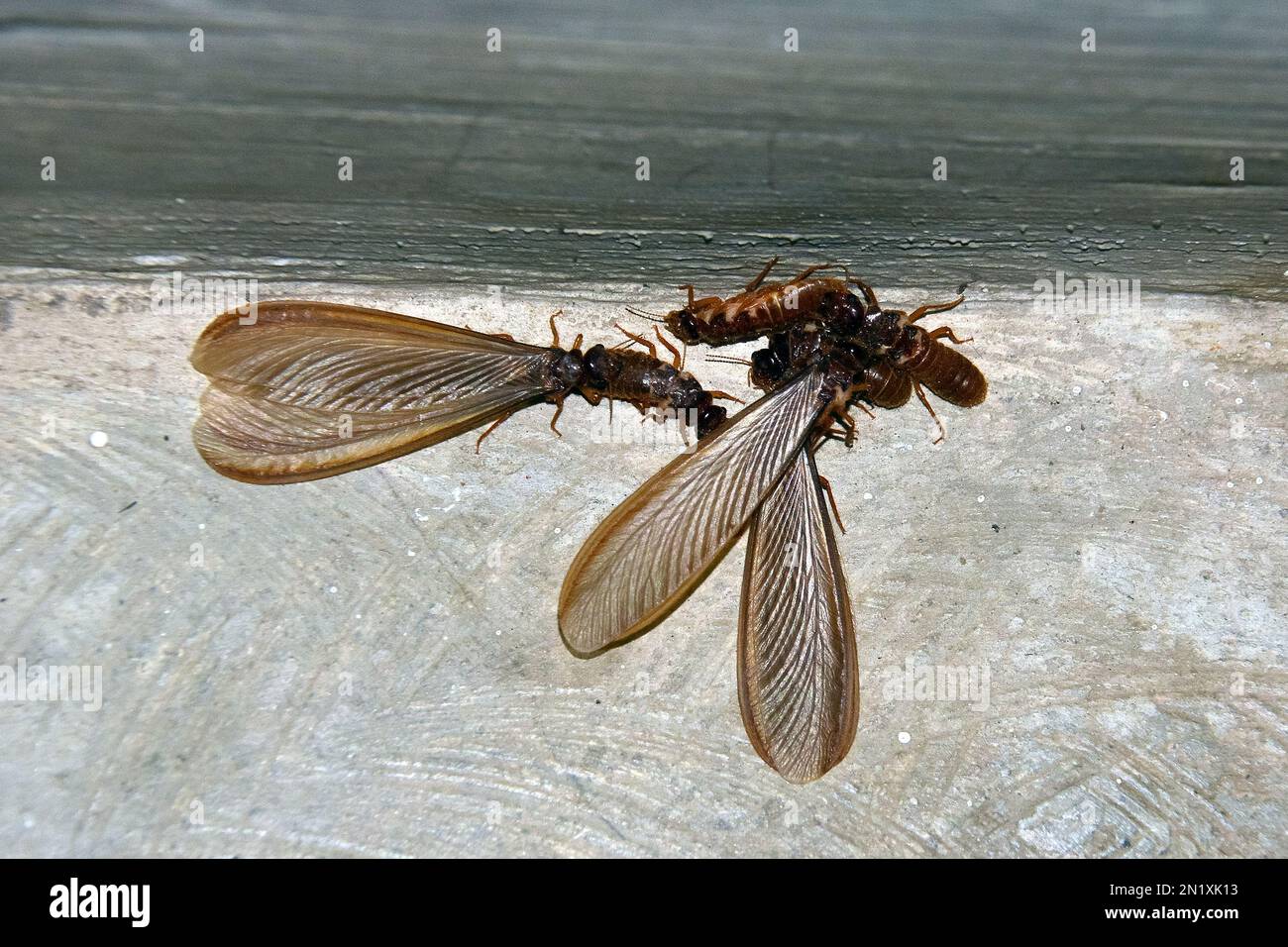 Termite, Isoptera, termesz, Srí Lanka, Asia Stock Photo - Alamy