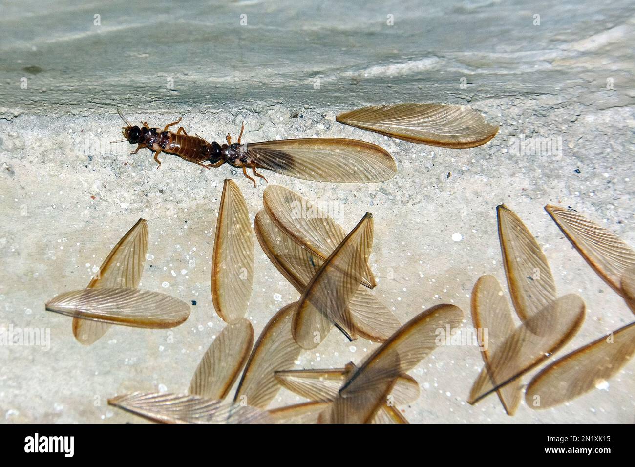 Termite, Isoptera, termesz, Srí Lanka, Asia Stock Photo - Alamy