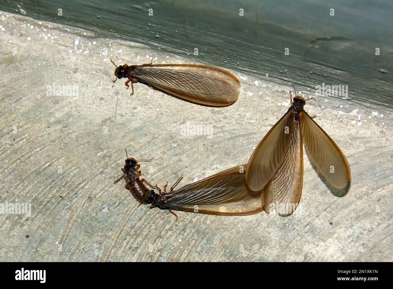 Termite, Isoptera, termesz, Srí Lanka, Asia Stock Photo - Alamy