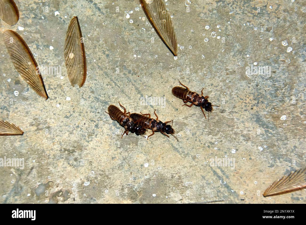 Termite, Isoptera, termesz, Srí Lanka, Asia Stock Photo - Alamy