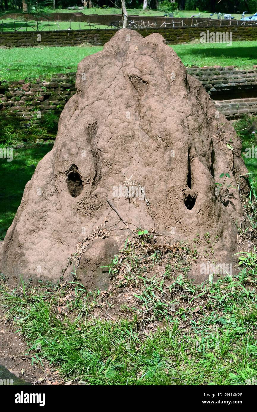 termite mound, Termite, Isoptera, termesz, Srí Lanka, Asia Stock Photo ...