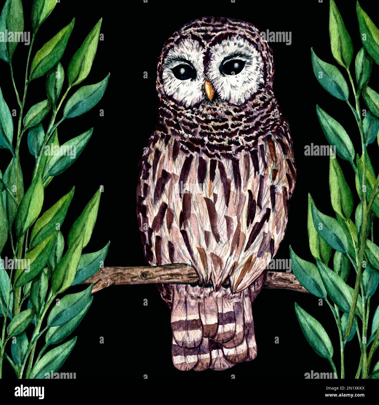 Watercolor wild forest animals: owl isolated on black background ...