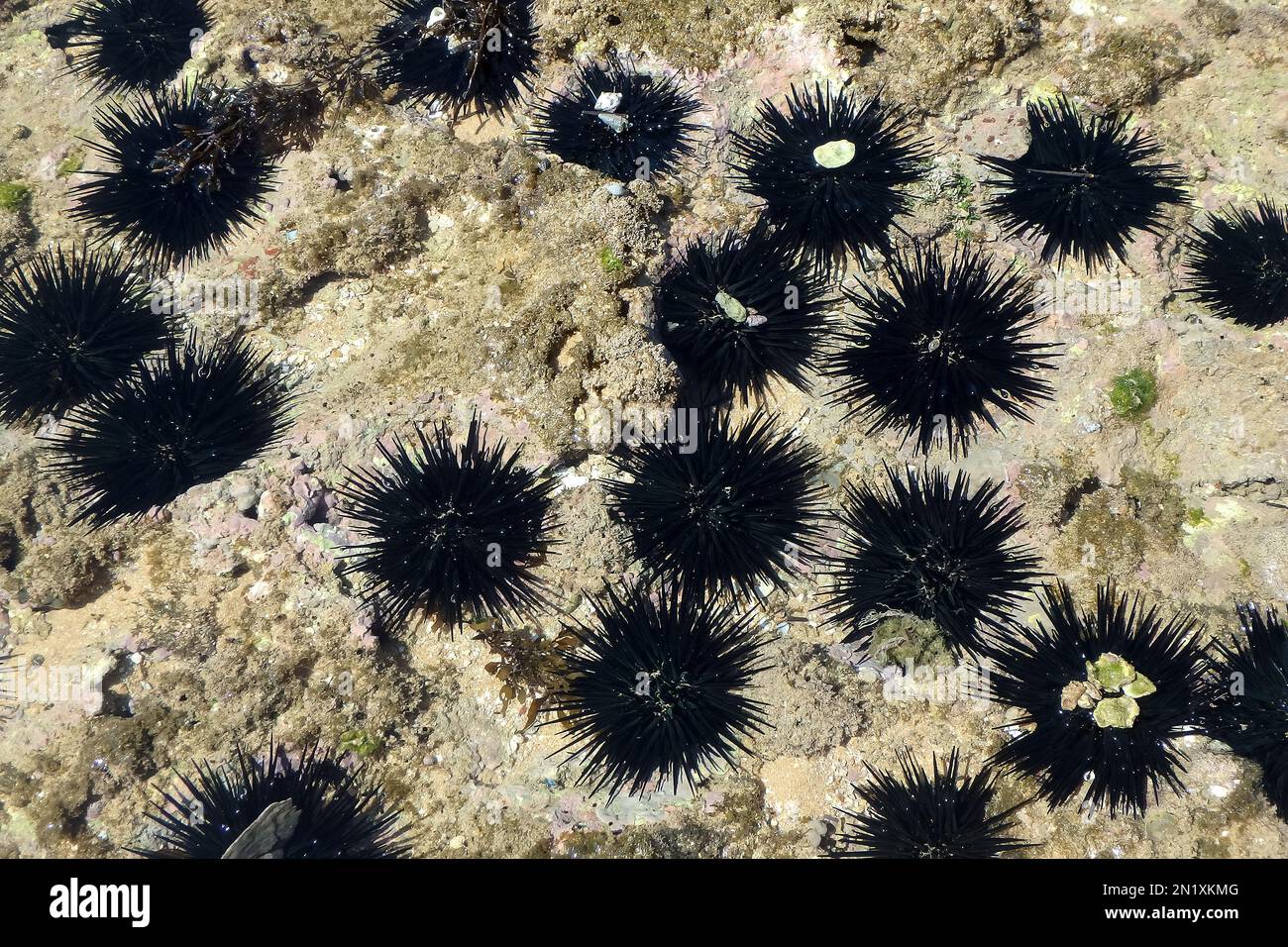 Sea urchin, Seeigel, Oursin, Echinoidea, tengerisün, Srí Lanka, Asia ...