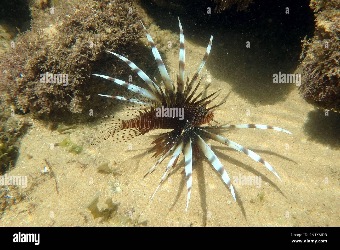 lionfish, Feuerfische, Pterois sp., tűzhal, Srí Lanka, Asia Stock Photo ...