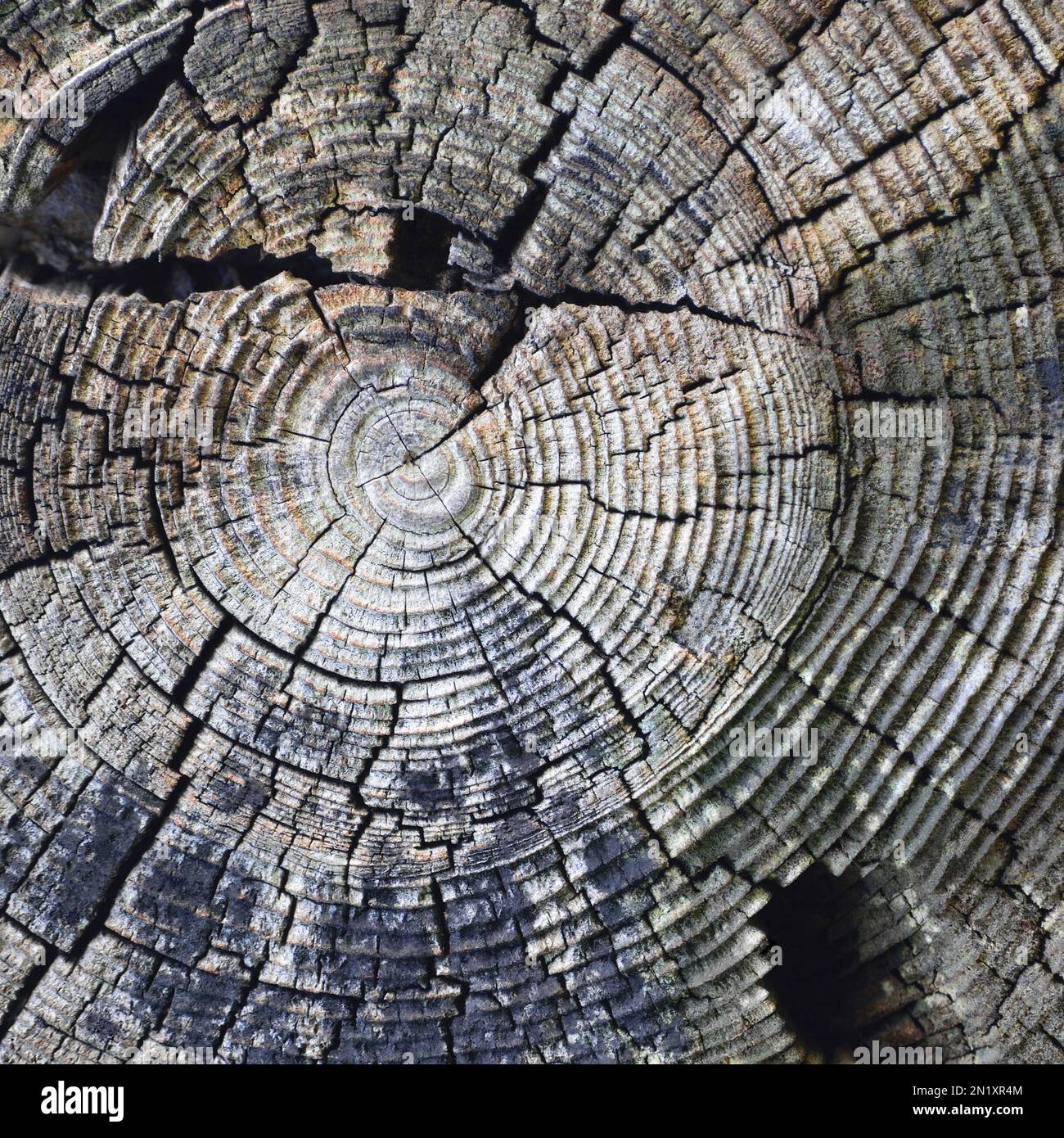 Natural Weathered Grey Taupe Brown Stump Cut Cross Section, Tree Trunk ...