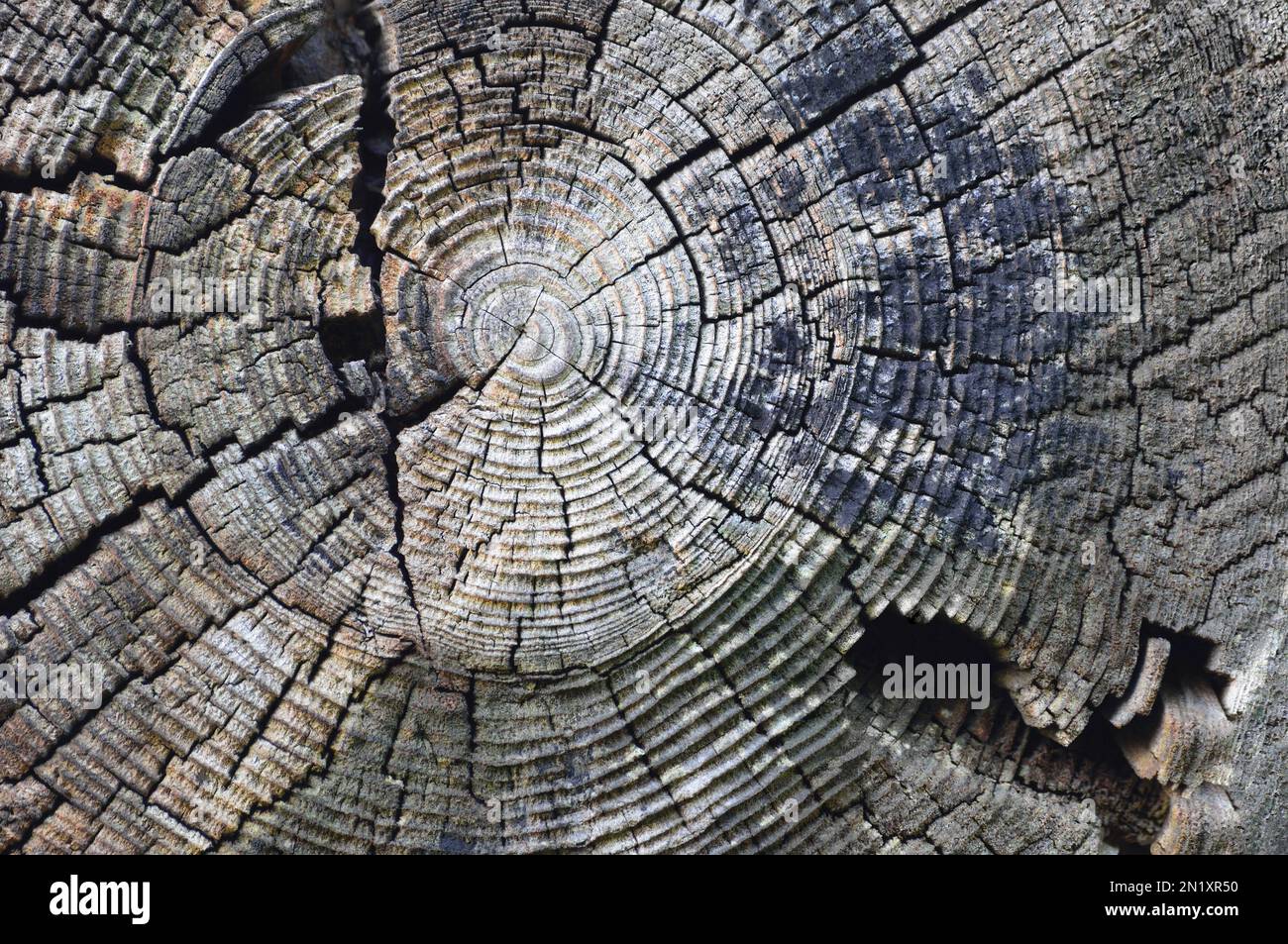 Natural Weathered Grey Taupe Brown Stump Cut Cross Section, Tree Trunk ...