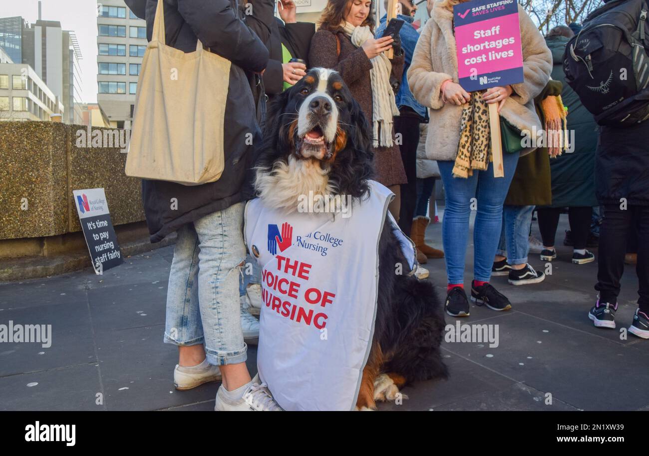 London, UK. 6th February 2023. A dog joins the picket outside St Thomas ...