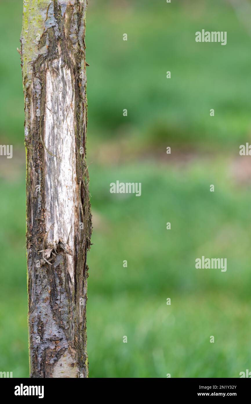 Close up of an apple tree trunk that has been chewed by a deer Stock ...
