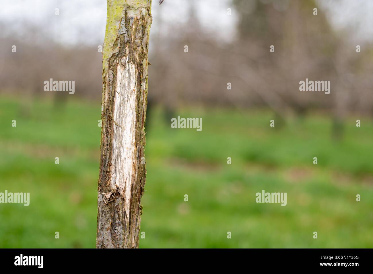 Stunted apple tree hi-res stock photography and images - Alamy