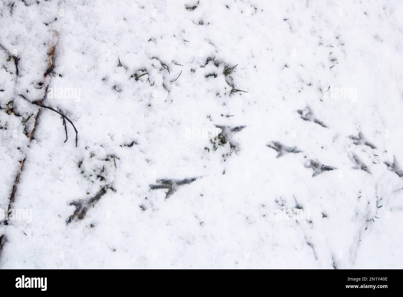 Bird footprints in the snow Stock Photo - Alamy