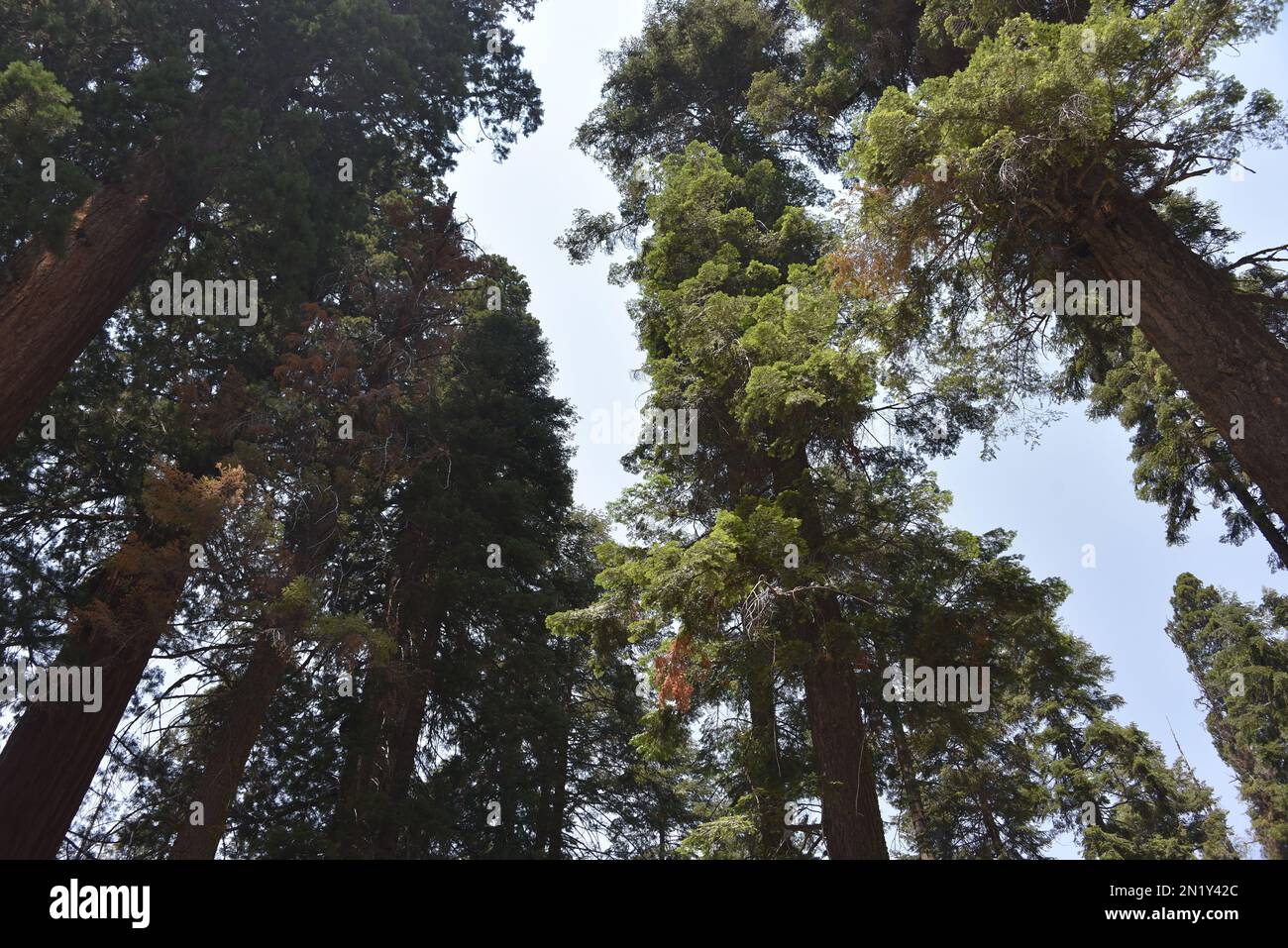 Large format close up of giant Sequoia trees against a bright sky in ...