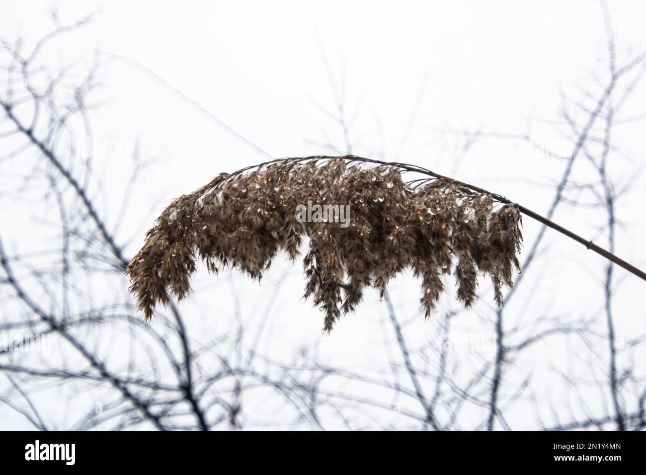 Reed and cane hi-res stock photography and images - Alamy