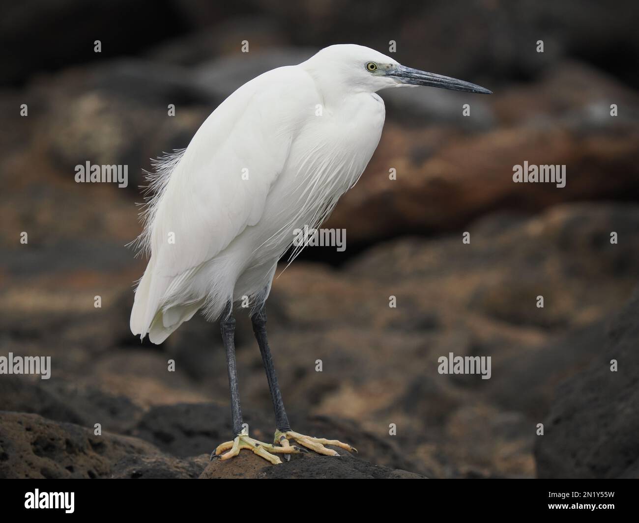This egret had taken advantage of humans feeding fish in a lido. The ...