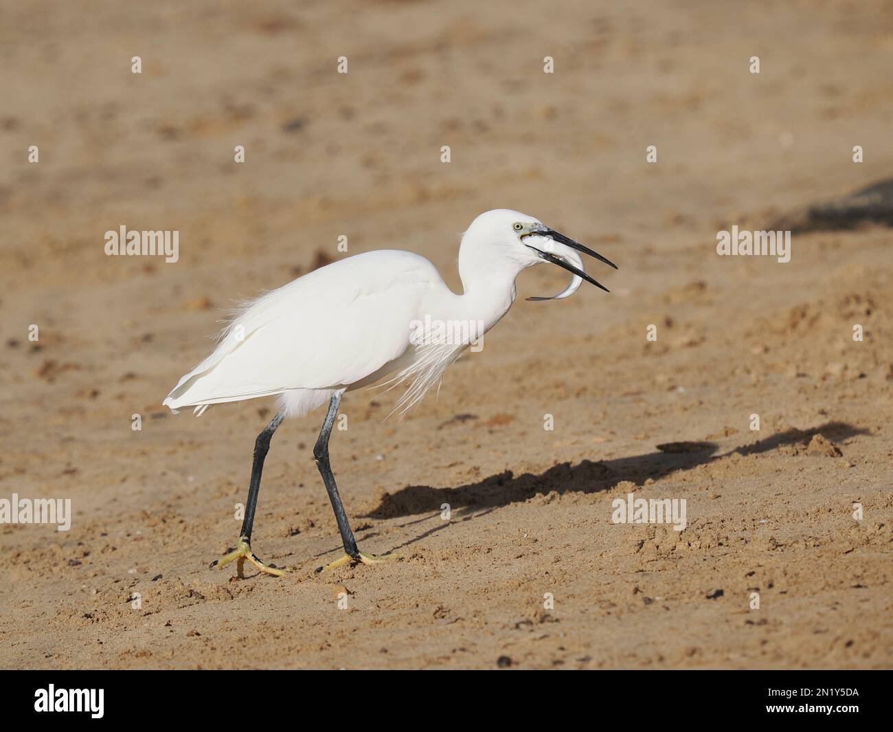 This egret had taken advantage of humans feeding fish in a lido. The ...