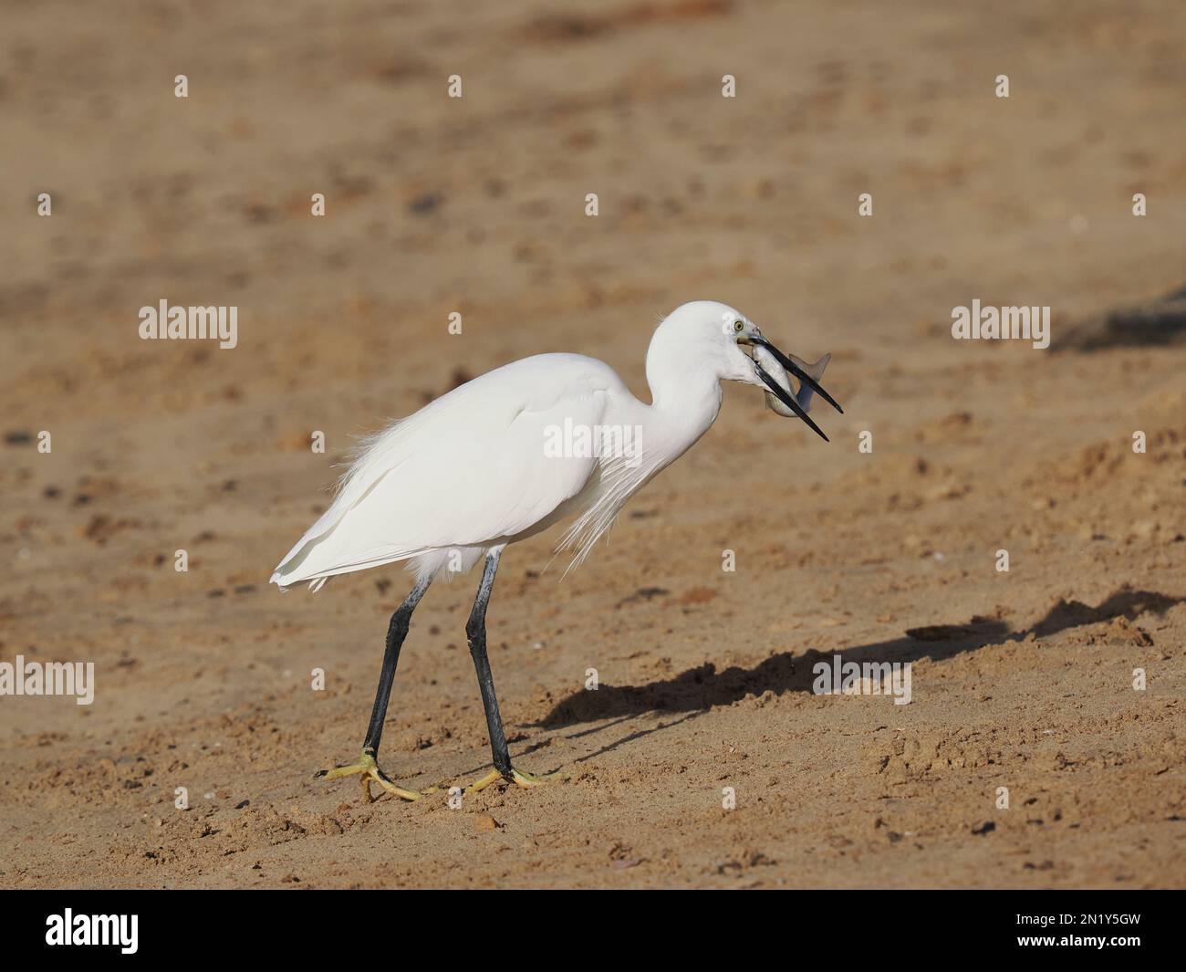 This egret had taken advantage of humans feeding fish in a lido. The ...