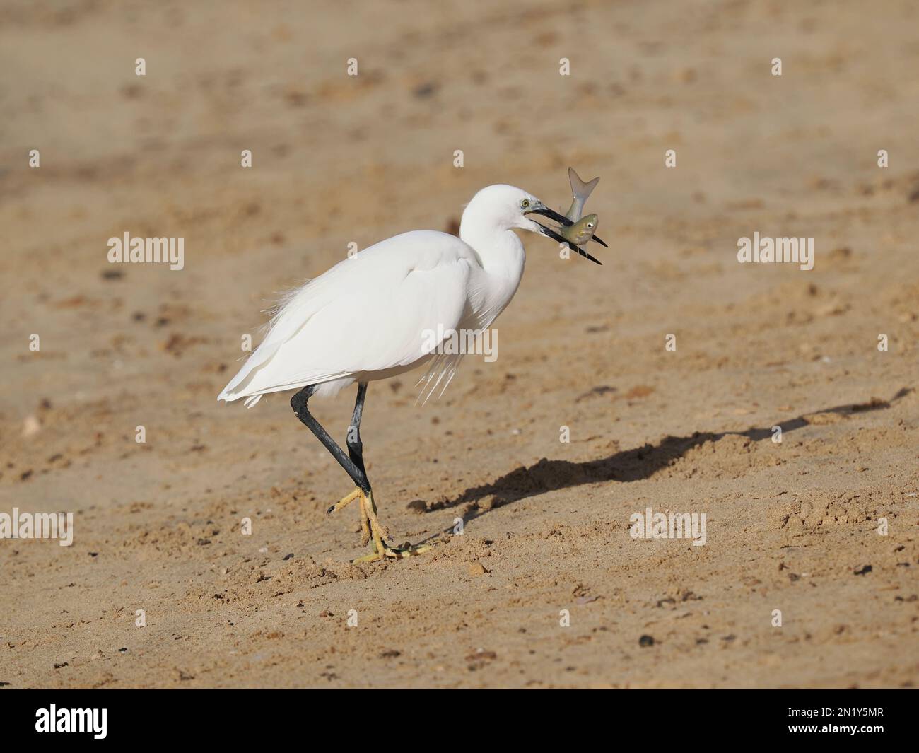 This egret had taken advantage of humans feeding fish in a lido. The ...