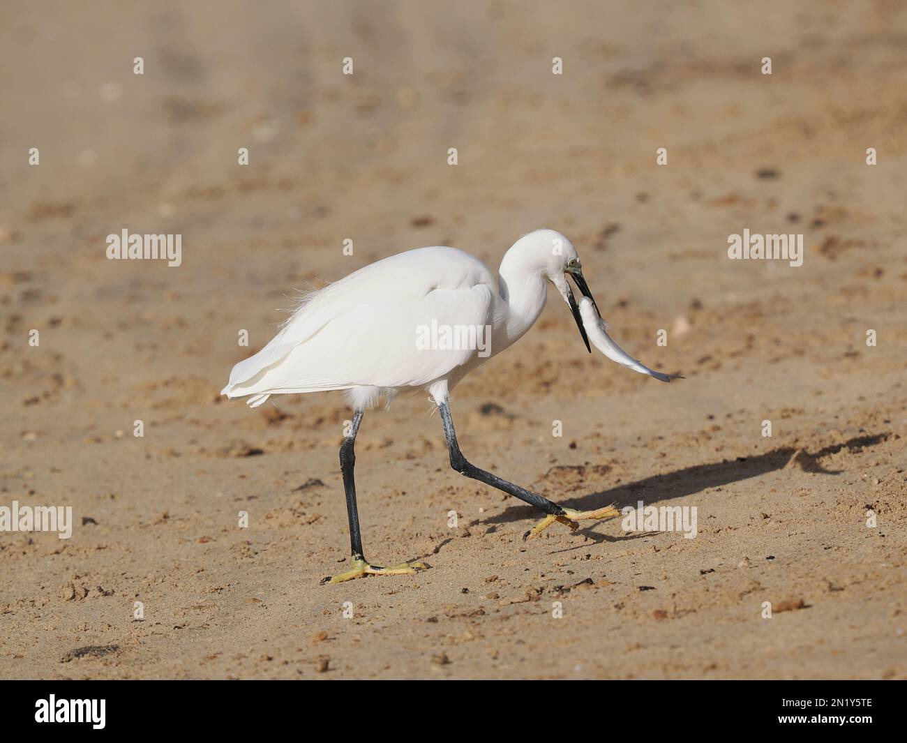 This egret had taken advantage of humans feeding fish in a lido. The ...