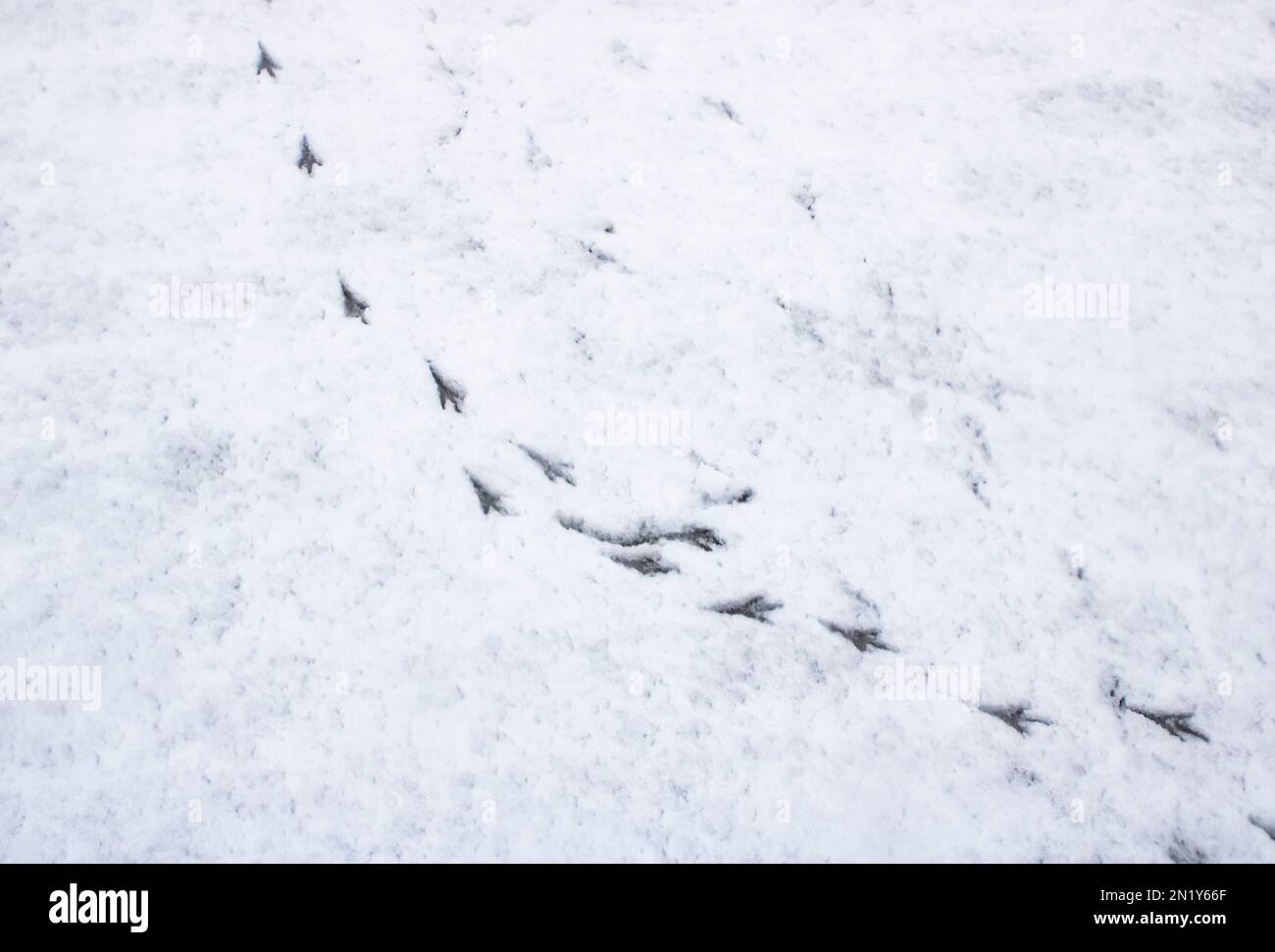 Bird footprints in the snow Stock Photo - Alamy