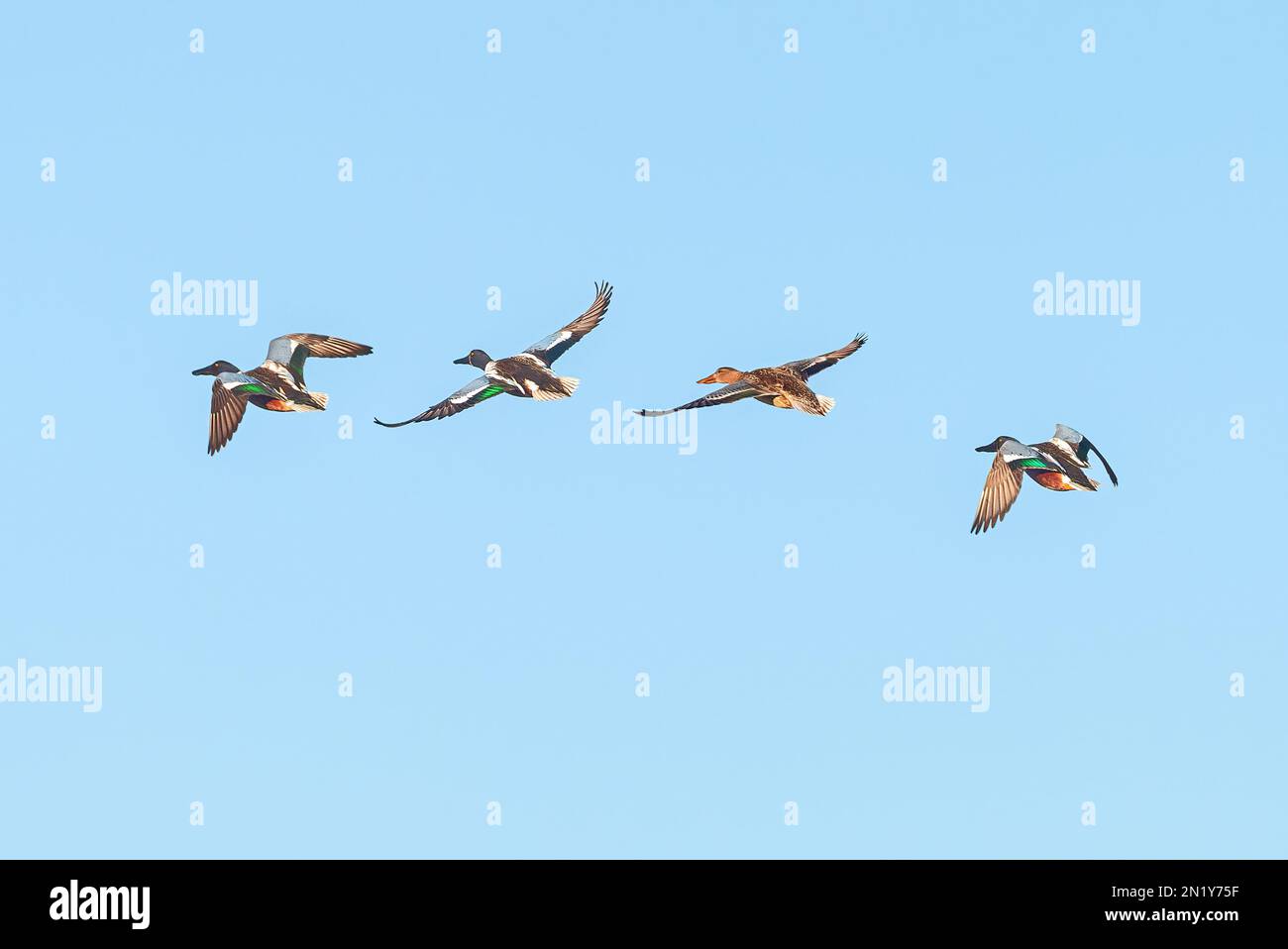 A group of four Northern Shoveler ducks flying in formation against a ...