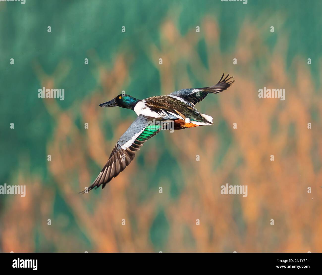 A Northern Shoveler duck with beautiful wing feathers pivoting in ...