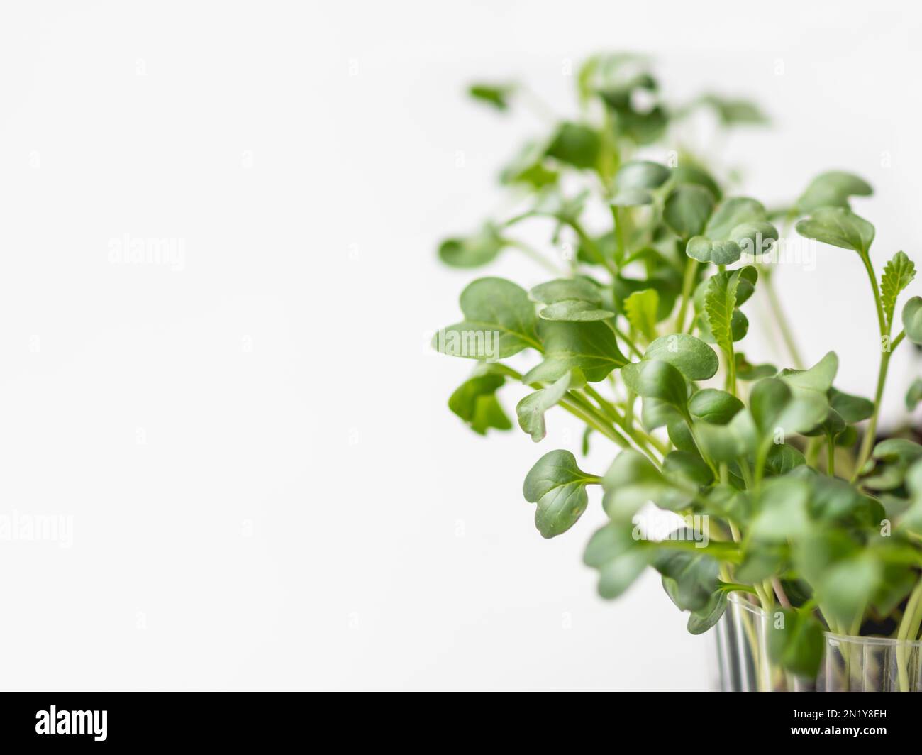 Horizontal banner with micro greens and copy space. Growing micro ...