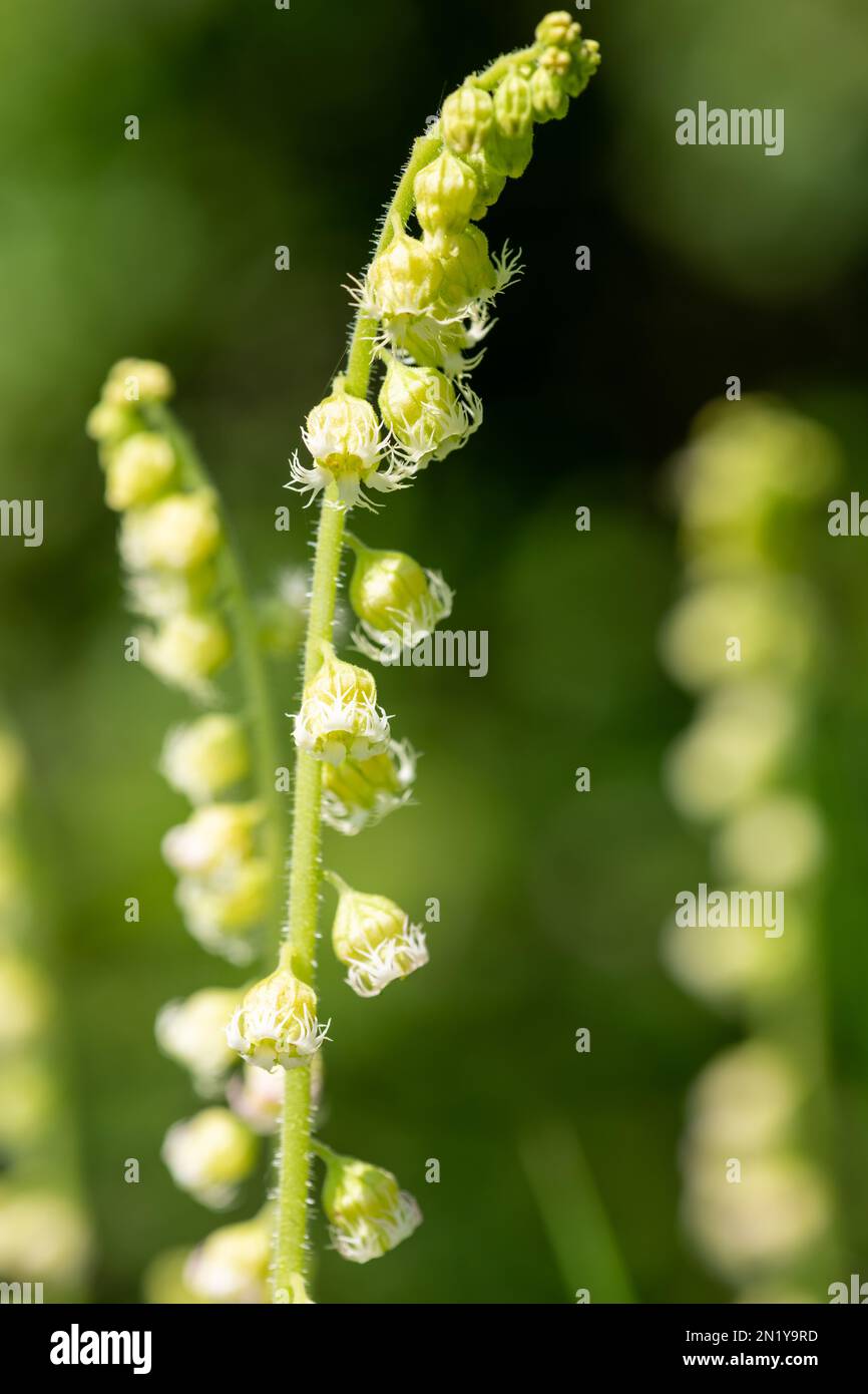 Close up of bigflower tellima (tellima grandiflora) flowers in bloom ...
