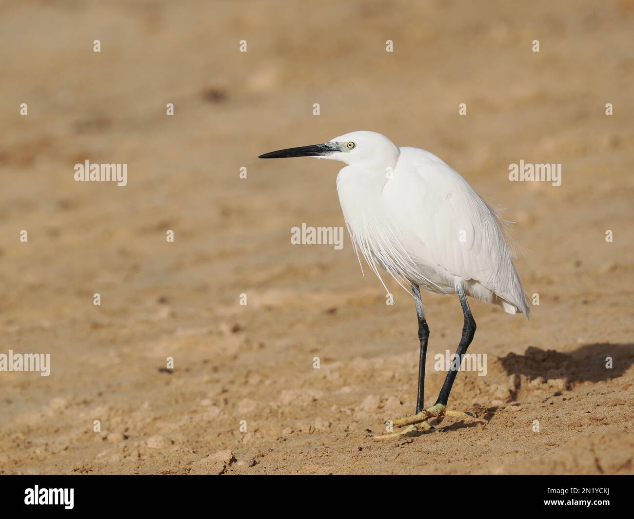 This egret had taken advantage of humans feeding fish in a lido. The ...