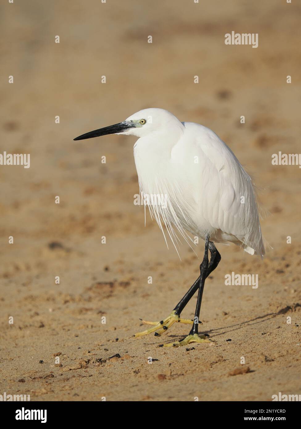 This egret had taken advantage of humans feeding fish in a lido. The ...