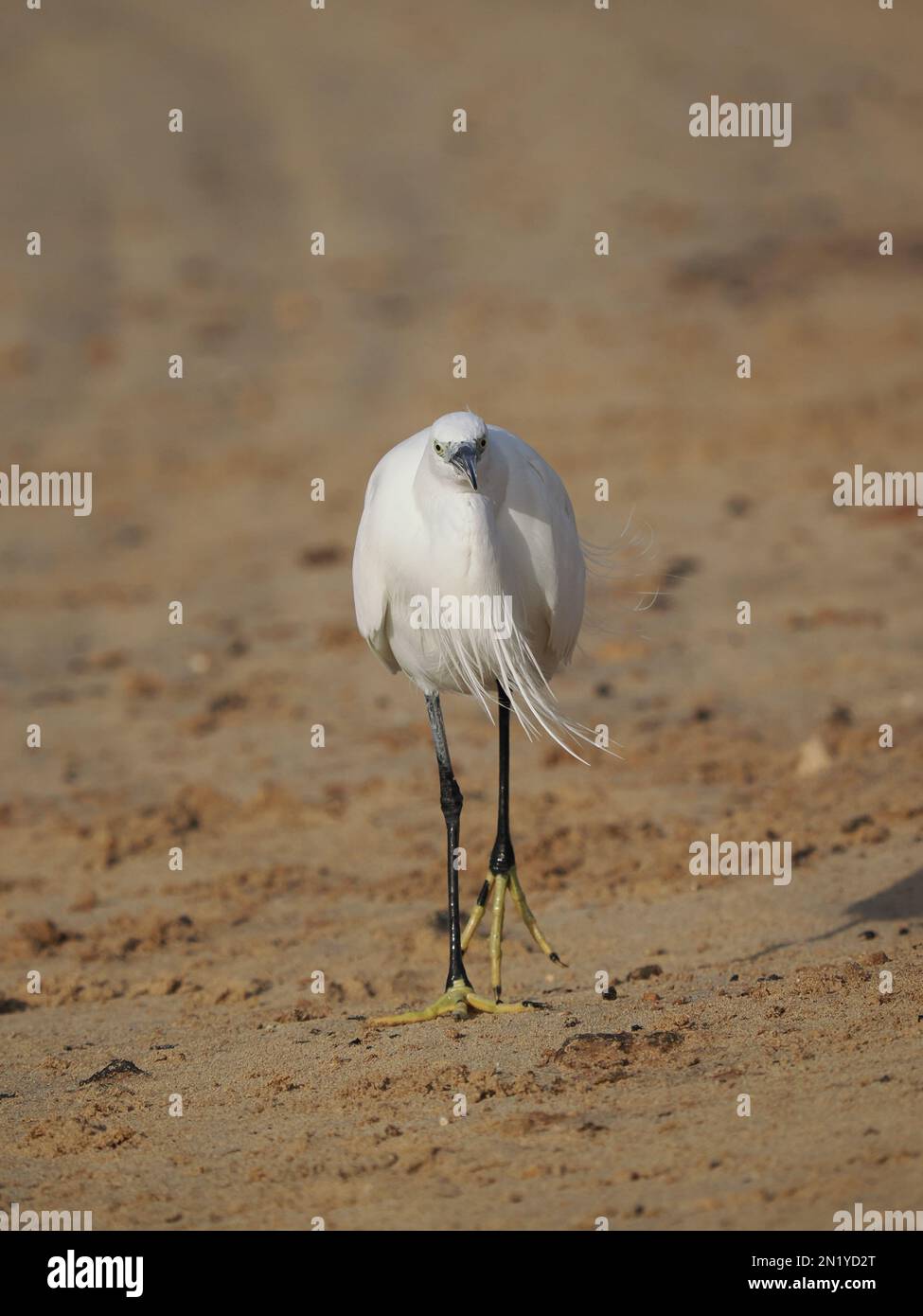 This egret had taken advantage of humans feeding fish in a lido. The ...