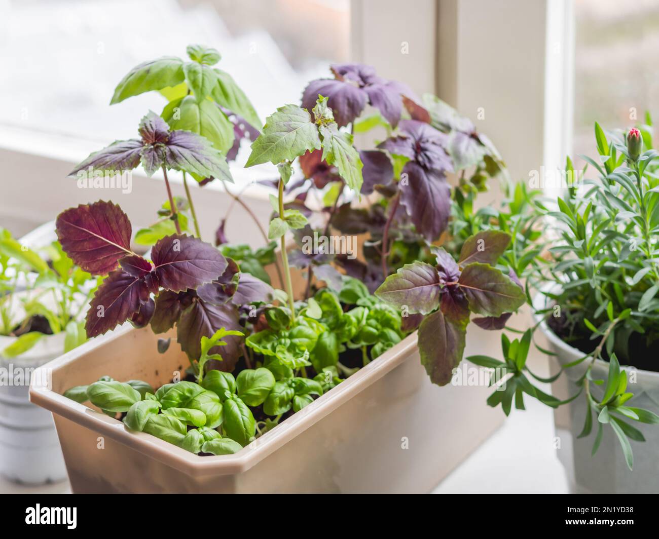 Plastic boxes with arugula and basil seedlings. Growing edible organic ...