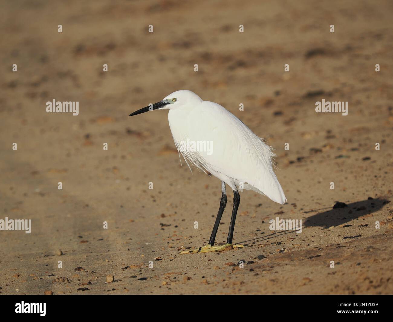 This egret had taken advantage of humans feeding fish in a lido. The ...