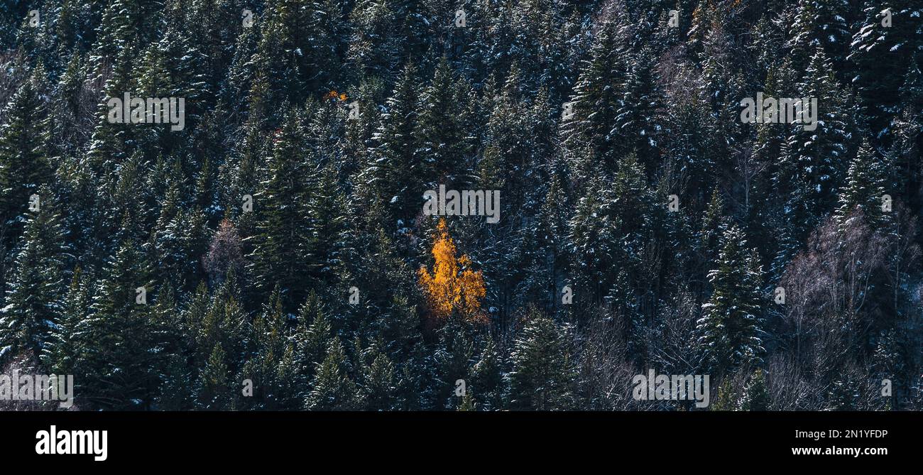 Lonely tree orange color in the middle of a panoramic landscape of some ...