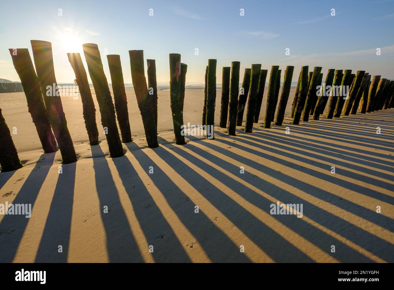 Wooden poles for the culture of the mussels of bouchot on the beach of ...