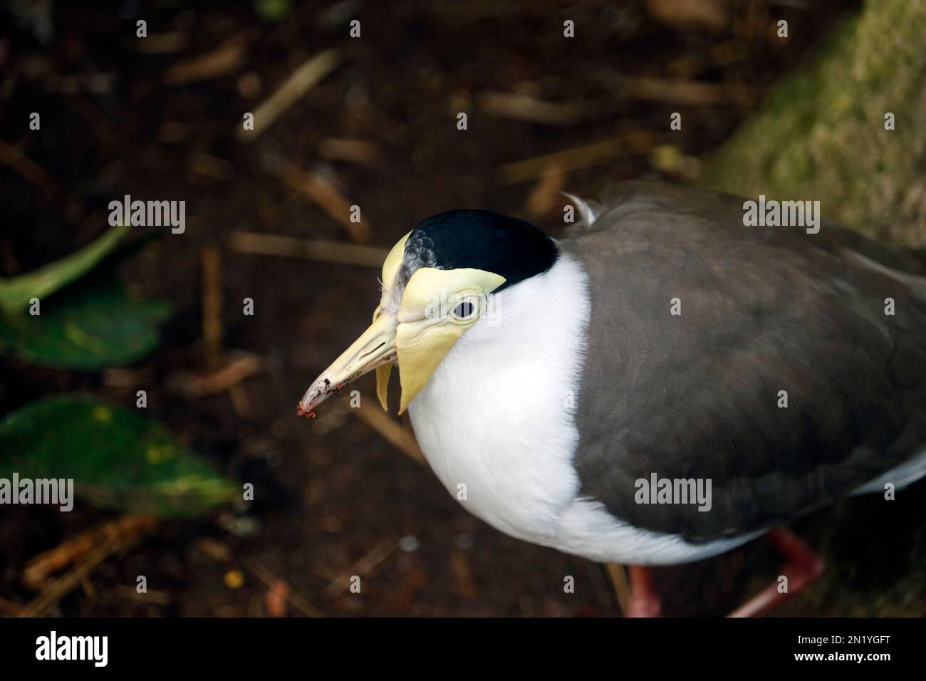 The masked lapwing (Vanellus miles) is a large, common and conspicuous ...
