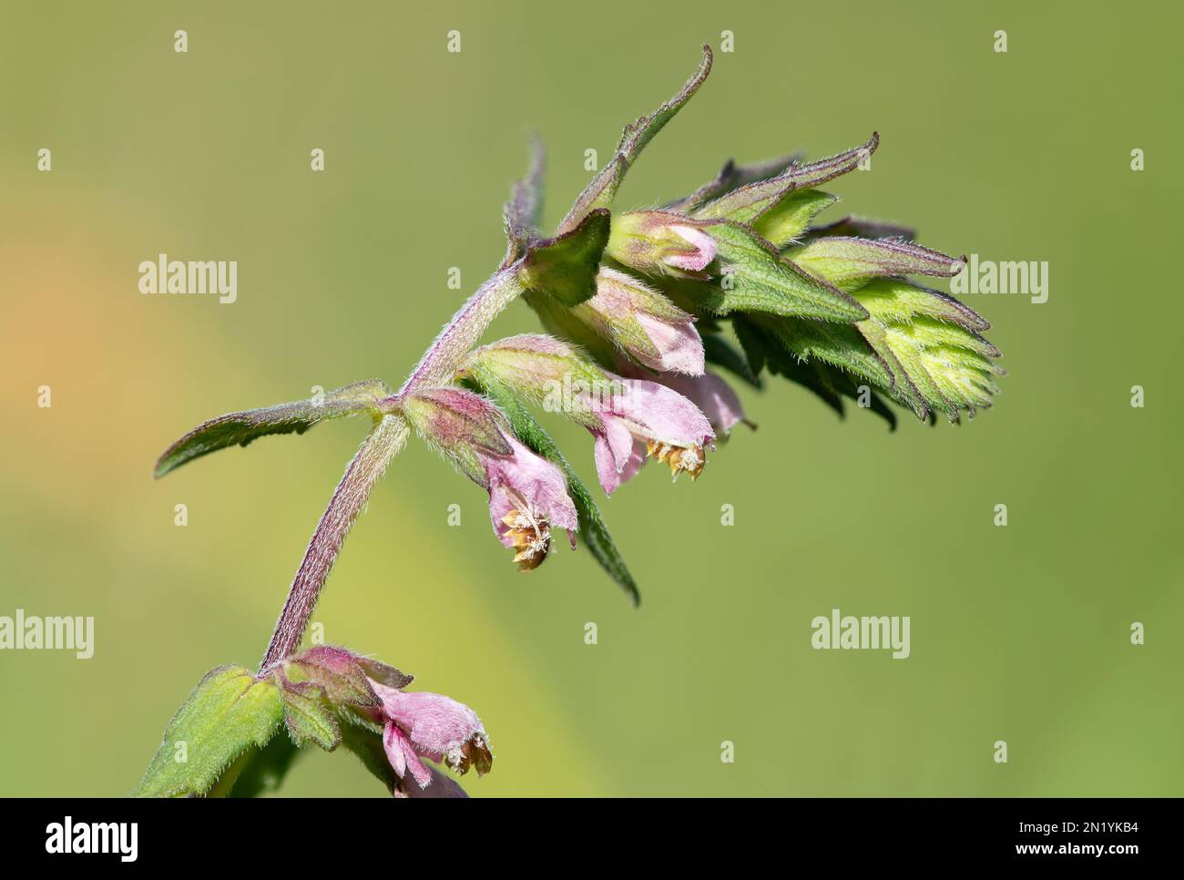 Macro shot of a red bartsia (odonites vernus) plant in bloom Stock ...