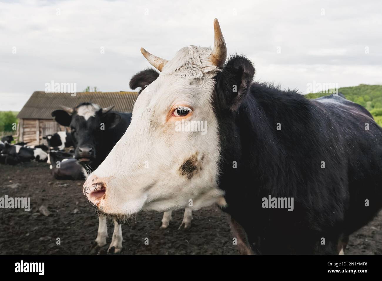 Close up portrait of curious cow among herd of cows and bulls. Dairy ...