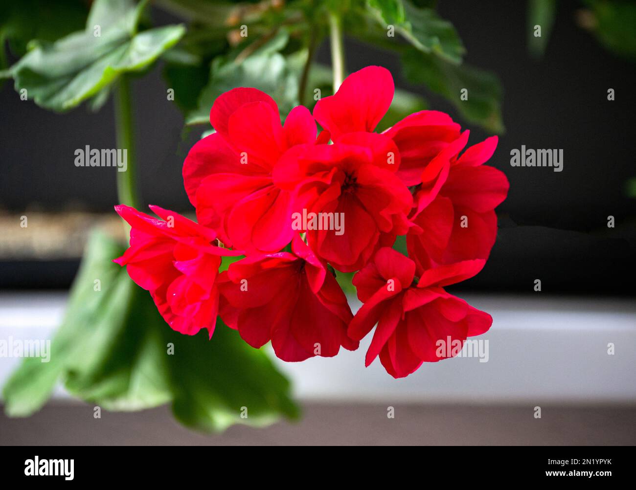Pelargonium nursery hi-res stock photography and images - Alamy