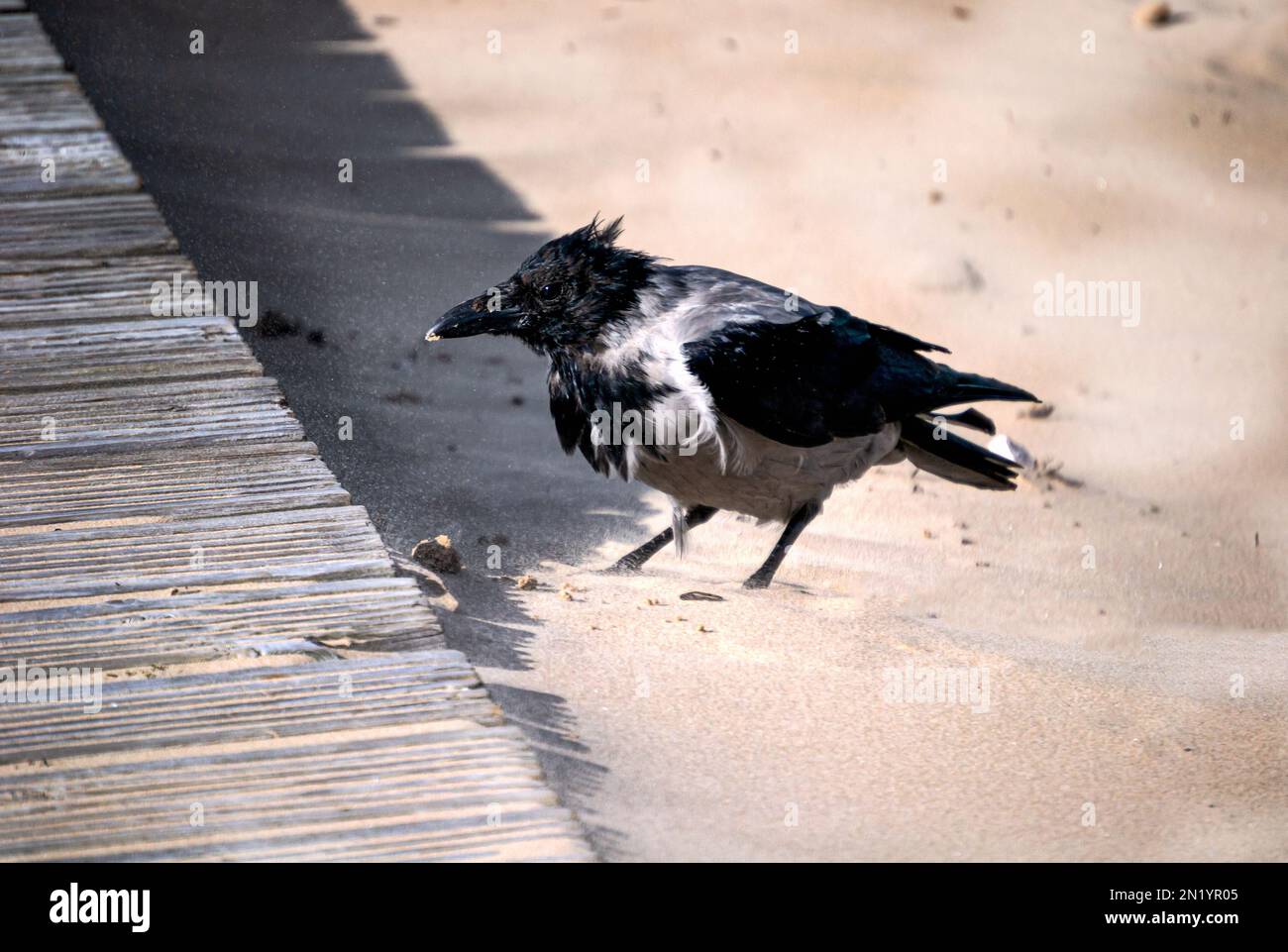 Common crow beach hi-res stock photography and images - Alamy