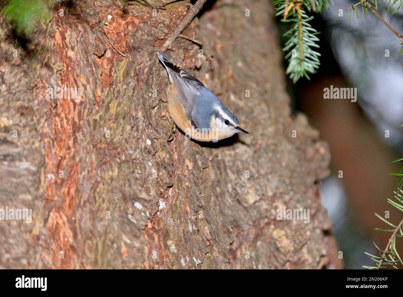 Red Breasted Nuthatch Stock Photo - Alamy