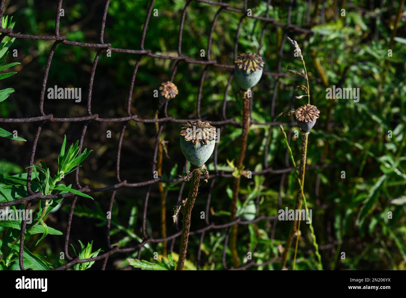 Full poppy heads in the garden in summer Stock Photo - Alamy